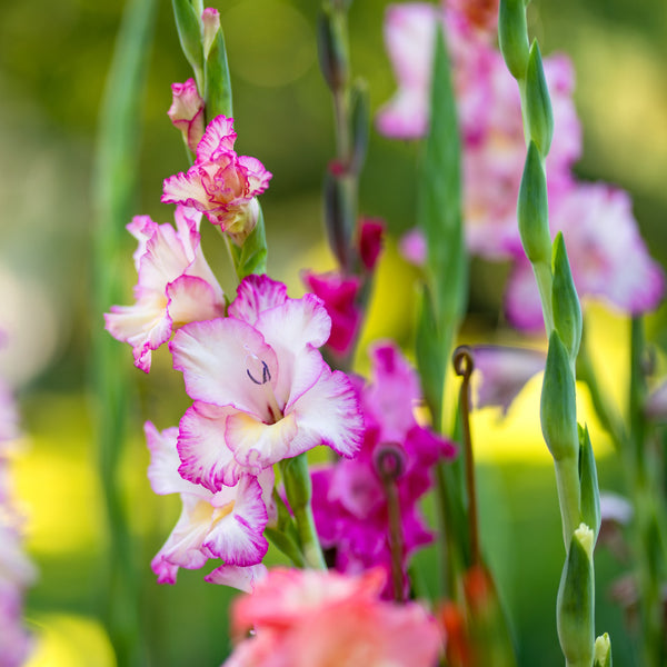 Gladiolus Priscilla Flower Bulbs - Stunning Garden Blooms | Pack of 5 bulbs