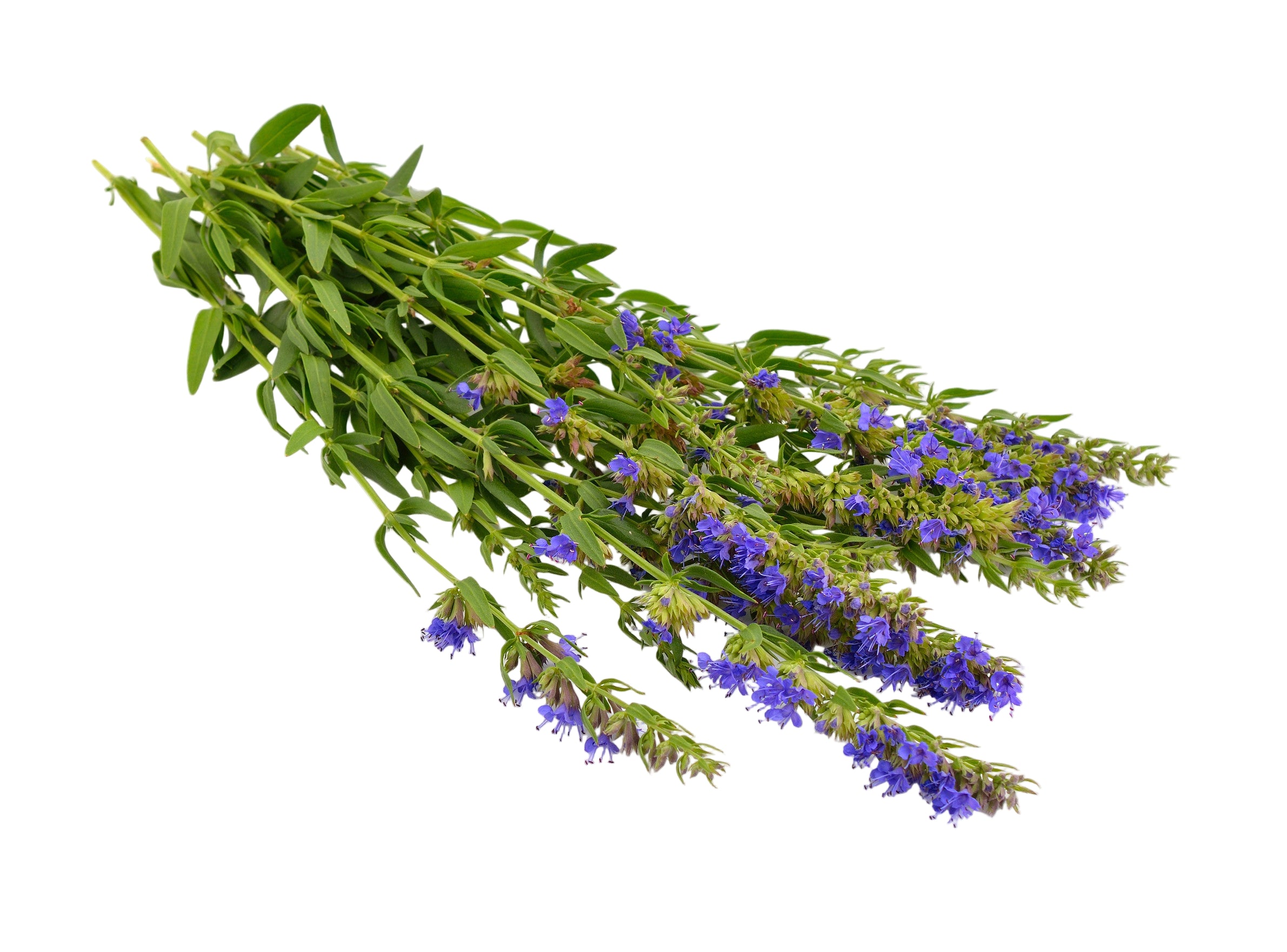 Hyssop Seeds | Grow Aromatic Hyssop Herb at Home | AllThatGrows