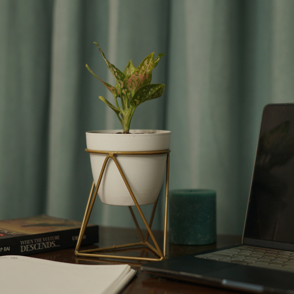 Ivory Goldsprout Desk Planter: Minimalist Elegance | AllThatGrows