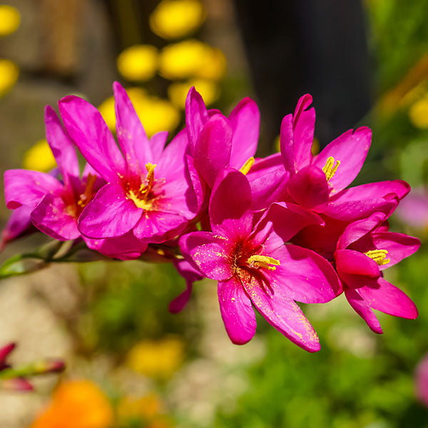 Buy Ixia Pink 5-Pack Bulbs | AllThatGrows
