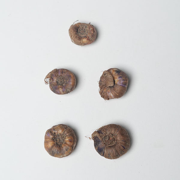 Buy Ixia Pink 5-Pack Bulbs | AllThatGrows