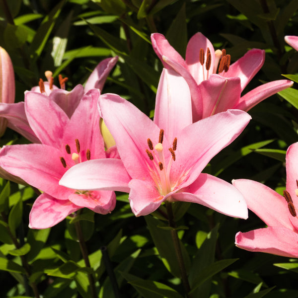 AllThatGrows Asiatic Lily Pink Bulb Growing Kit - Grow Beautiful Lilies ...