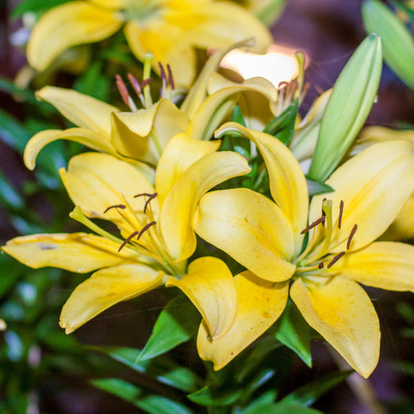 Asiatic Lily Yellow Bulb Growing Kit - Start Your Vibrant Garden Today