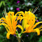 Buy Lycoris Yellow Spider Lily Bulbs - Vibrant Blooms for Your Garden