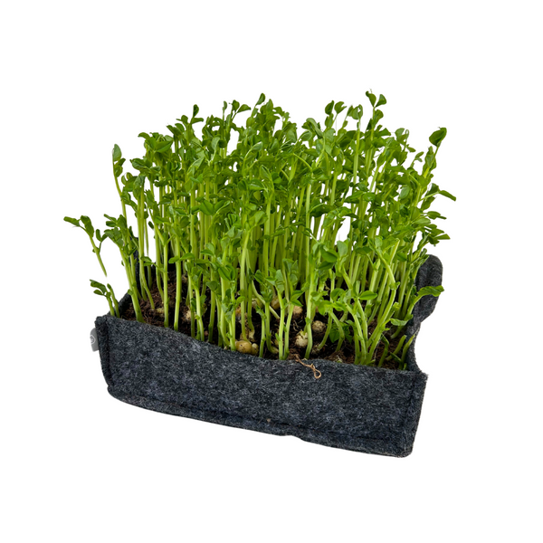 Maple Peas Microgreen Seeds - Freshness Sprouted at Home | AllThatGrows