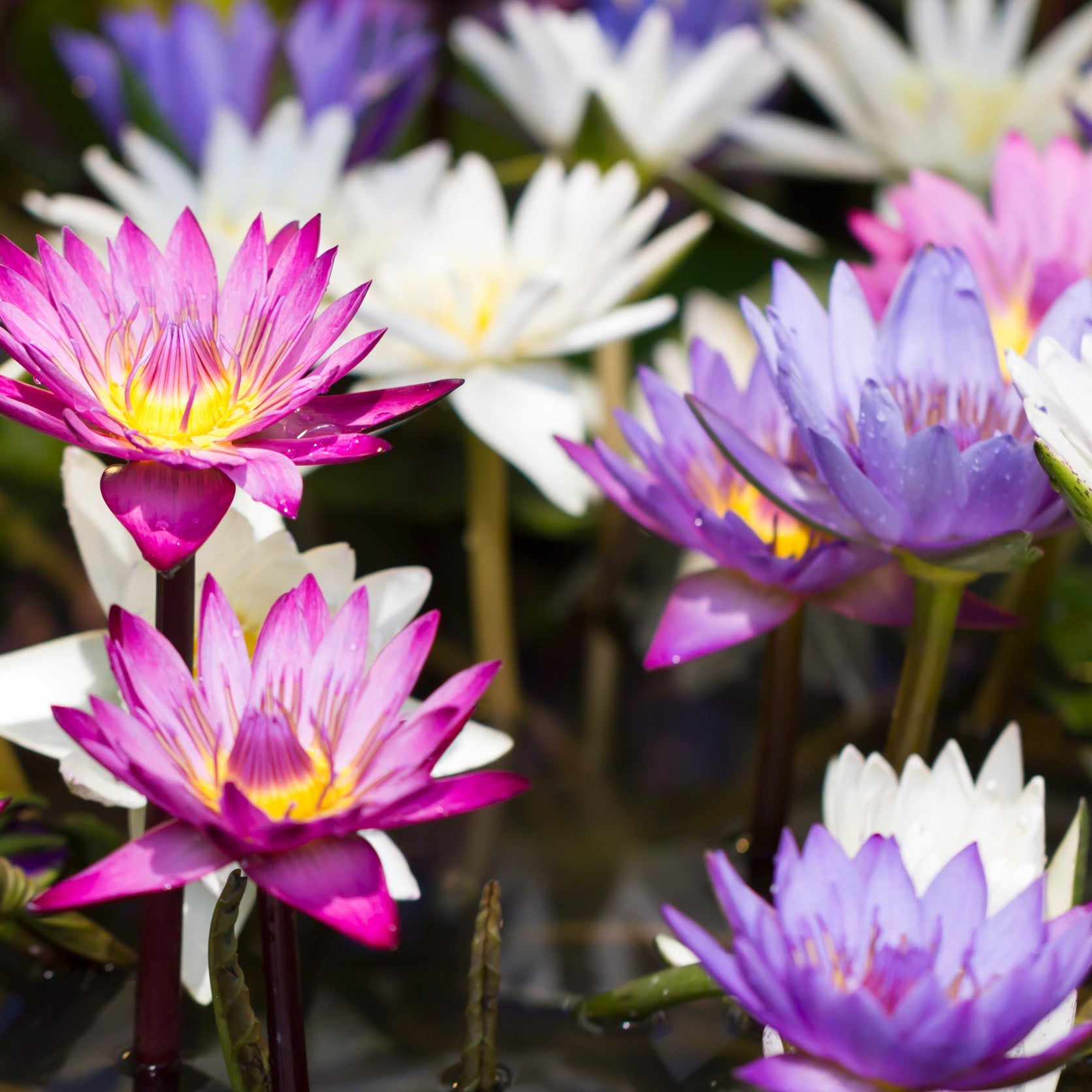 Multimix Lotus Seeds – Aquatic Beauty for Ponds | AllThatGrows