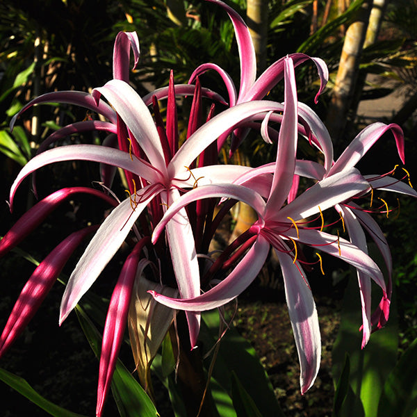 Buy Nerine Lily Bulbs Online | Exquisite Blooms | COD available