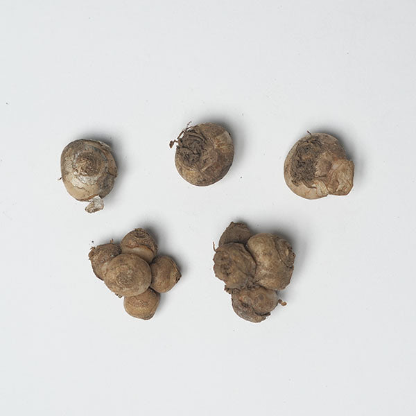 Buy 5-Pack Ornithogalum Chincherinchee White Bulbs | AllThatGrows