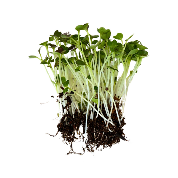 Pak Choi Red Microgreen Seeds - Vibrant Flavors in Every Tiny Leaf ...