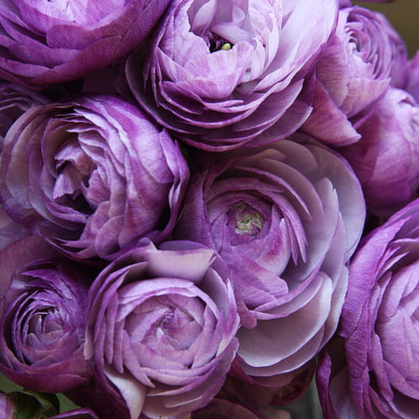 Vibrant Purple Ranunculus Flower Bulbs | AllThatGrows | 5 bulbs pack