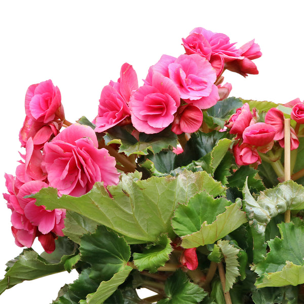 Begonia Balcony Pink Bulbs – Lush Rose-Like Blooms | AllThatGrows