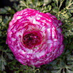 AllThatGrows Bulb Variety Boxes - Discover 5 Beautiful Blooms for Your ...