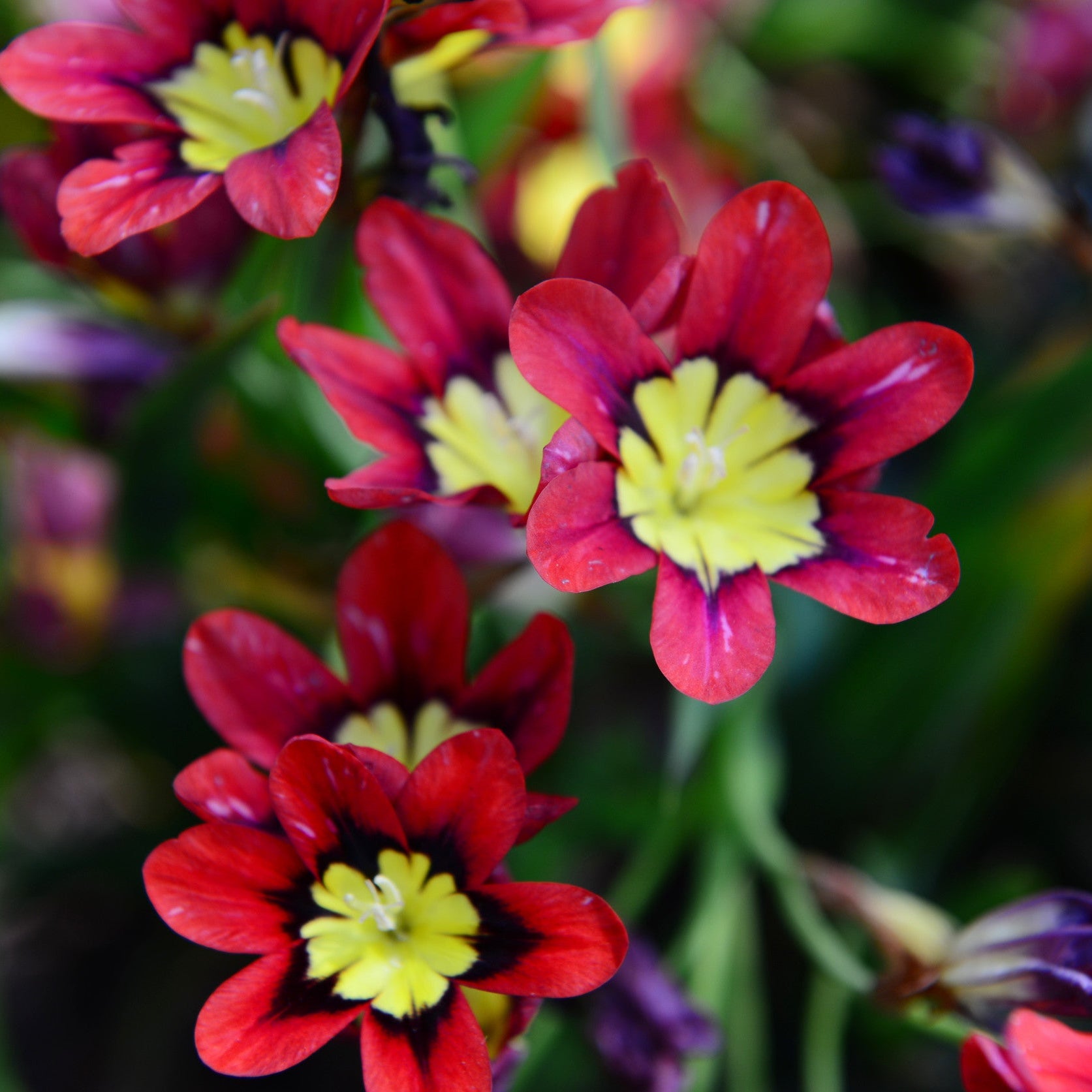 Sparaxis Mixed Flower Bulbs - Colourful Garden Blooms | AllThatGrows