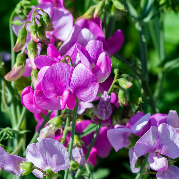 Buy Sweet Pea Climbing Mix Seeds | Vibrant Garden Flowers