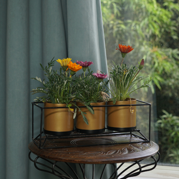 TriNoir GoldNest Tabletop Trio | Elegant Golden Planters by AllThatGrows