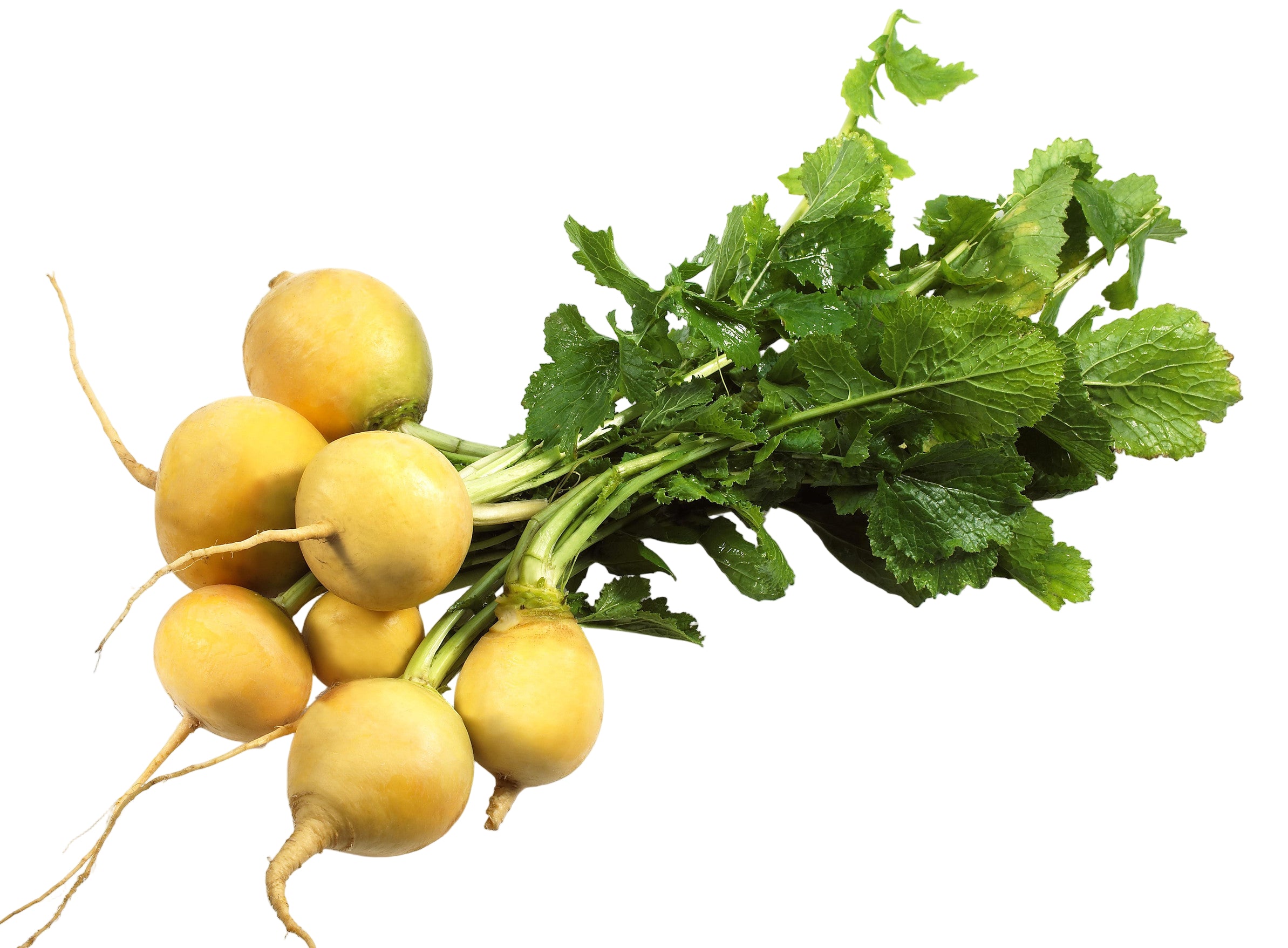 Turnip Golden Ball Seeds | Sweet Golden-Yellow Turnips for Home Gardens ...