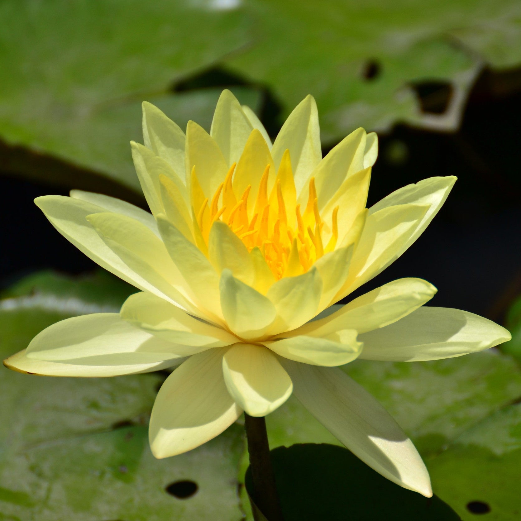 Yellow Lotus Seeds for Water Gardens & Koi Ponds | AllThatGrows