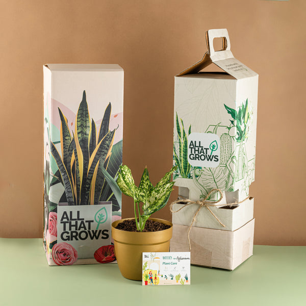 Aglaonema White Plant | Free Shipping & 2 Free Seed Samples | AllThatGrows