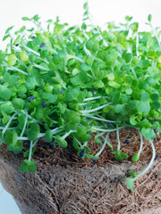 Pak Choi Microgreen Seeds | Non-Hybrid Open Pollinated Seeds