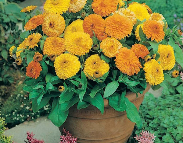Buy Calendula Officinalis Double Mixed Seeds Online by AllThatGrows