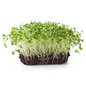 Cauliflower Microgreen Seeds | Best-Quality Non-hybrid Seeds