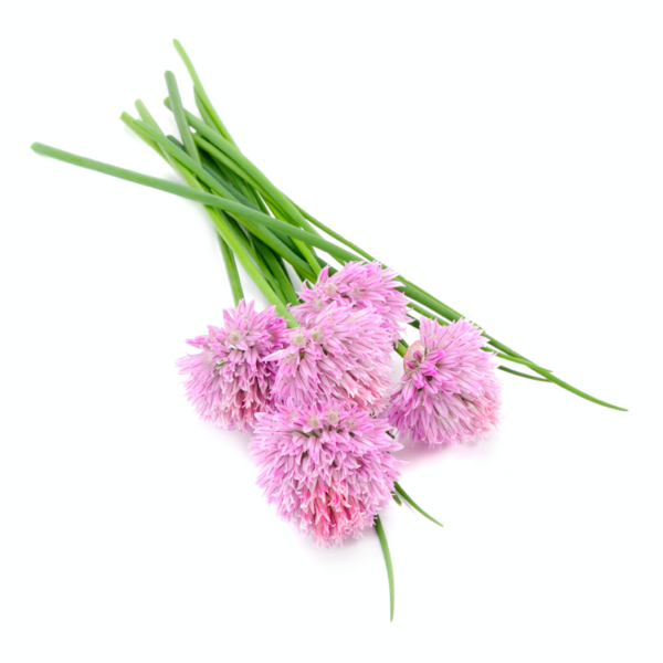 Shop non-treated Chive Seeds | AllThatGrows