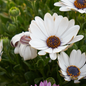 Buy Dimorphotheca Sinuata White Flower Seeds from AllThatGrows