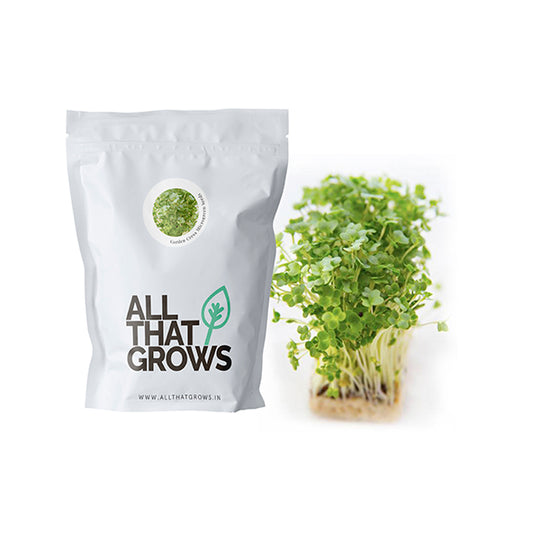 Garden Cress Microgreen Seeds | Shop Chandrashoor Seeds At AllThatGrows