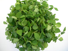 Fenugreek (Metha) Seeds | Non-Hybrid Open Pollinated Seeds