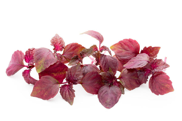 Red Shiso Seeds Online from AllThatGrows | Exotic Herb Seeds Available ...