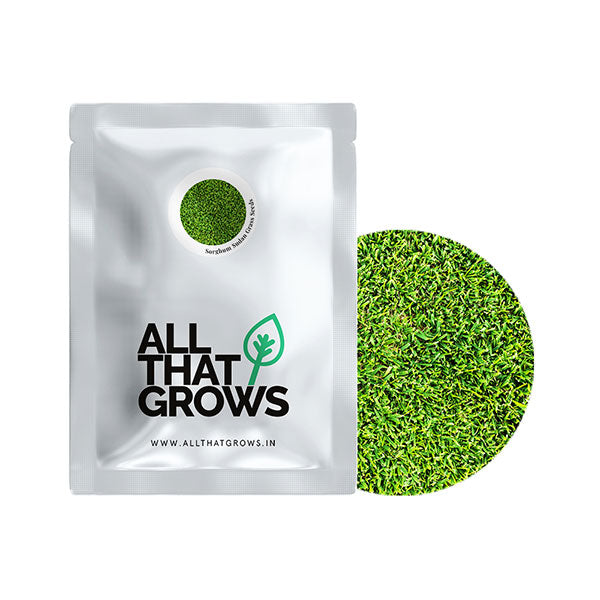 High-Quality Sorghum Sudangrass (Jawar) Seeds Online | AllThatGrows