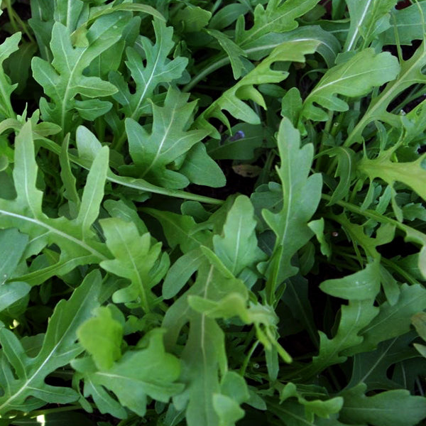Buy Wild Rocket Seeds from AllThatGrows