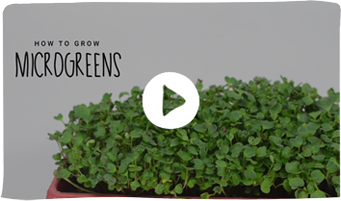 Buy Microgreen Seeds Online at AllThatGrows | Grows in Days | High on ...